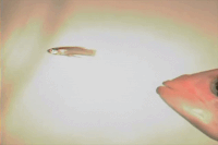 Suction GIFs - Get the best gif on GIFER