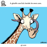 Mammals GIFs - Get the best gif on GIFER