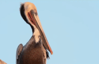 Pelican GIFs - Get the best gif on GIFER