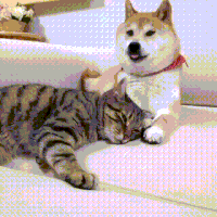 Size GIFs - Get the best gif on GIFER