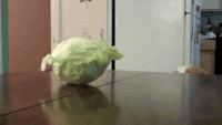 Cabbage GIFs - Get the best gif on GIFER