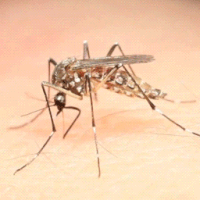Dengue GIF - Conseguir el mejor gif en GIFER