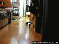 Available GIFs - Get the best gif on GIFER