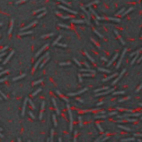 Bacteria GIFs - Get the best gif on GIFER