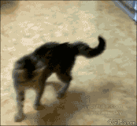 Spiderweb GIFs - Get the best gif on GIFER