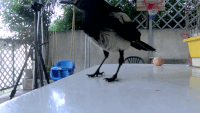 Magpies GIFs - Get the best gif on GIFER