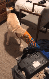 Pup GIFs - Get the best gif on GIFER