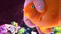 Goldfish GIFs - Get the best gif on GIFER