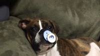 Boxer GIFs - Get the best gif on GIFER