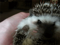 Flurry GIFs - Get the best gif on GIFER