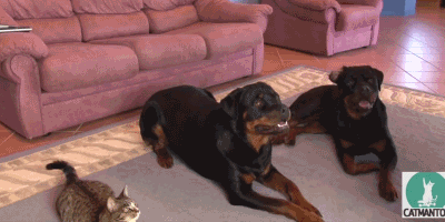 Rollover GIFs - Hole dir die besten GIFs auf GIFER