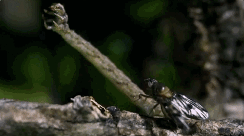 Carnivorous caterpillars GIF - Conseguir o melhor gif em GIFER