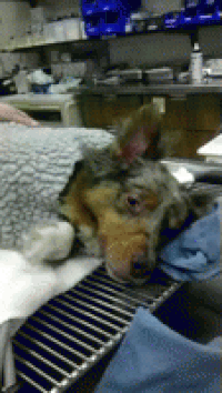 Anesthesia GIFs - Get the best gif on GIFER