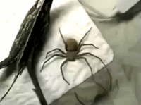 Verstecken GIFs - Get the best gif on GIFER