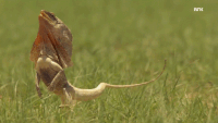 Lizards GIFs - Get the best gif on GIFER