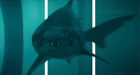 Shark GIFs - Get the best gif on GIFER