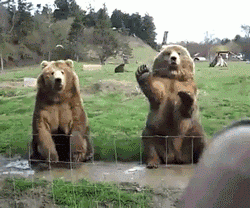 Three bears GIF - Conseguir o melhor gif em GIFER