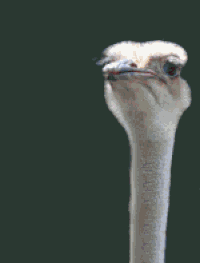Emu GIFs - Get the best gif on GIFER