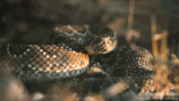 Rattlesnake GIFs - Get the best gif on GIFER