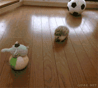 Woooooo GIFs - Get the best gif on GIFER