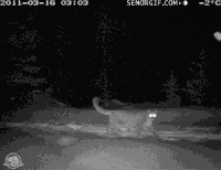 Trail cam GIF - Conseguir o melhor gif em GIFER