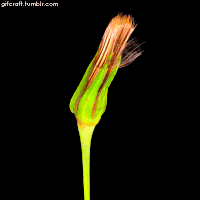 Dandelion GIFs - Get the best gif on GIFER