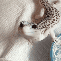 Lizard GIFs - Get the best gif on GIFER