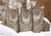 Lynx GIFs - Get the best gif on GIFER