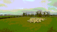 Herding GIFs - Get the best gif on GIFER