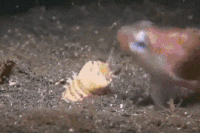 Worms GIFs - Get the best gif on GIFER