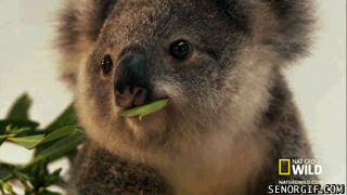 Munching leaves GIFs - Get the best gif on GIFER
