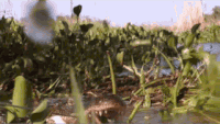 Swamp GIFs - Get the best gif on GIFER