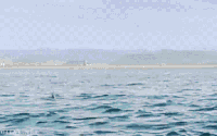 Stingray GIFs - Get the best gif on GIFER