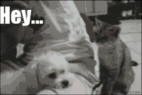 Ooohhh GIFs - Get the best gif on GIFER