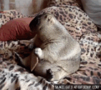 Beaver GIFs - Get the best gif on GIFER
