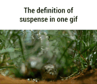 Suspense GIFs - Get the best gif on GIFER