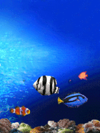 Aquarium GIFs - Get the best gif on GIFER