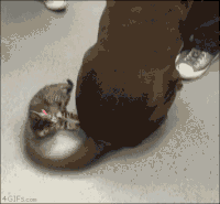 Labrador GIFs - Get the best gif on GIFER
