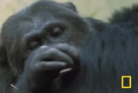 Grooming GIFs - Get the best gif on GIFER