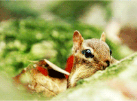 Hiding GIFs - Get the best gif on GIFER