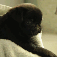 Pup GIFs - Get the best gif on GIFER