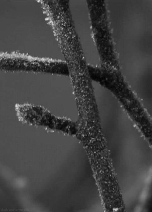 Frost GIFs - Get the best gif on GIFER