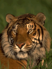Le tigre GIFs - Obtenez le meilleur gif sur GIFER