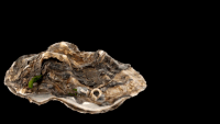 Oyster GIFs - Get the best gif on GIFER