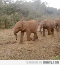 Elefante GIFs - Get the best gif on GIFER