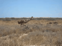 Emu GIFs - Get the best gif on GIFER