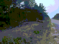 Elk GIFs - Get the best gif on GIFER