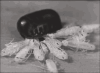 Cockroach GIFs - Get the best gif on GIFER