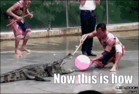 Crocodiles GIFs - Get the best gif on GIFER