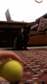 Null GIFs - Get the best gif on GIFER